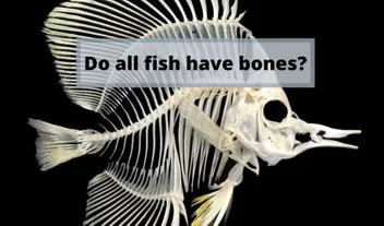 Do all fishes have bones?