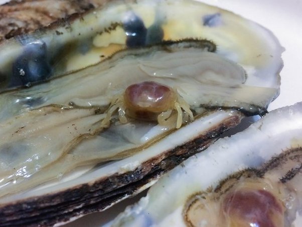 Do all oysters have worms?