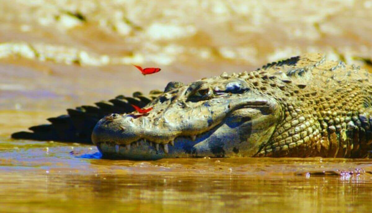 Do alligators feel pain?