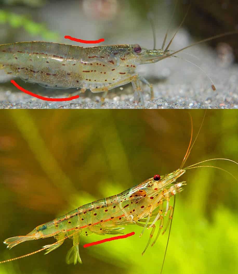 Do Amano shrimp eat each other?