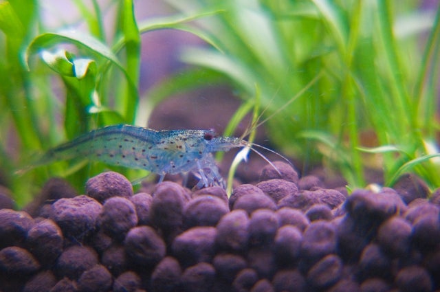 Do Amano shrimp turn blue?