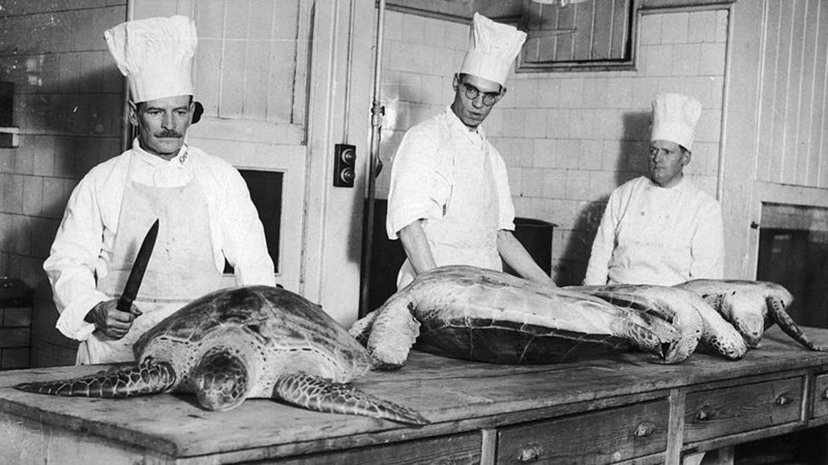 Do Americans eat turtle meat?