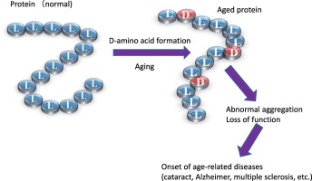 Do amino acids replace protein?