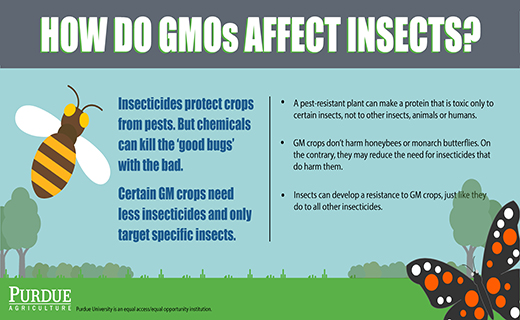 Do animals turn into GMOs if they eat GMOs?
