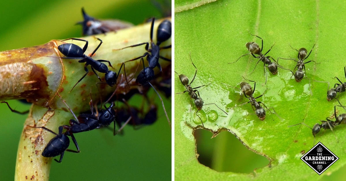 Do ants like parsley?