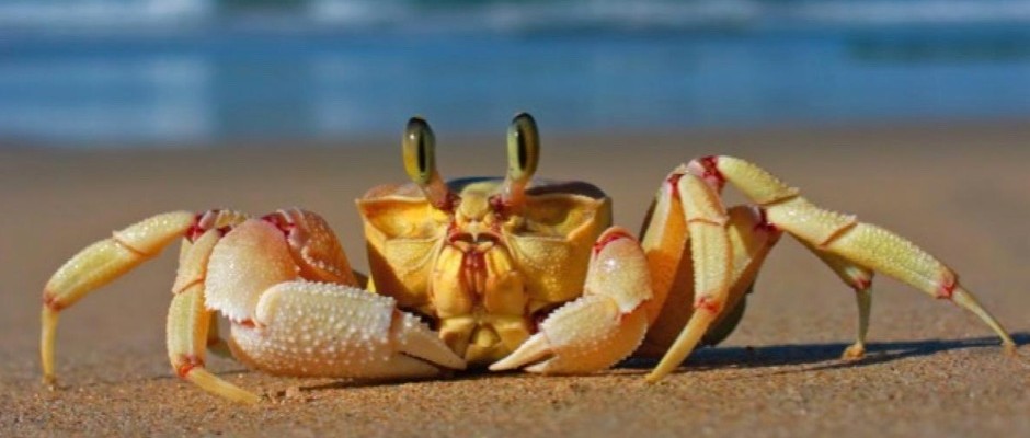 Do any crabs walk forward?