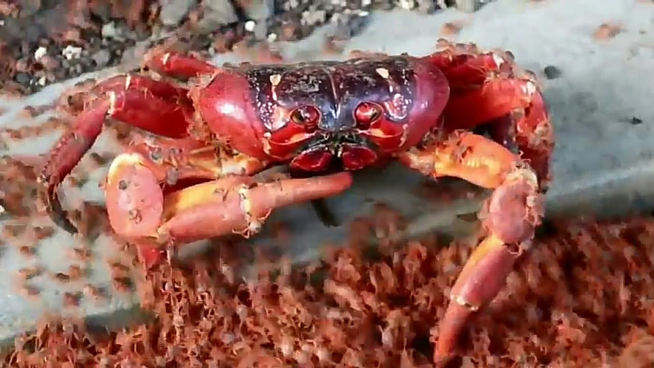 Do baby crabs eat their mother?