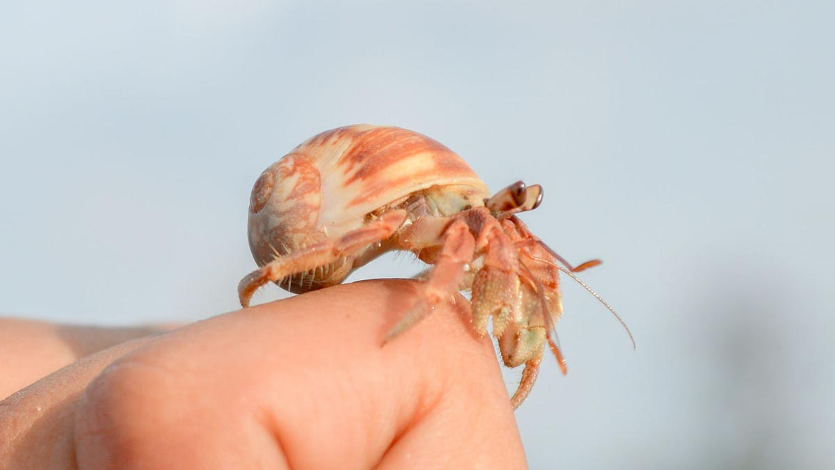 Do baby hermit crabs live in water?