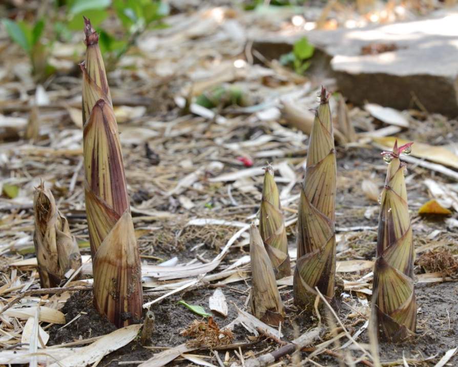 Do bamboo shoots have poison?