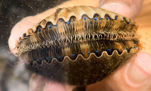 Do bay scallops have predators?
