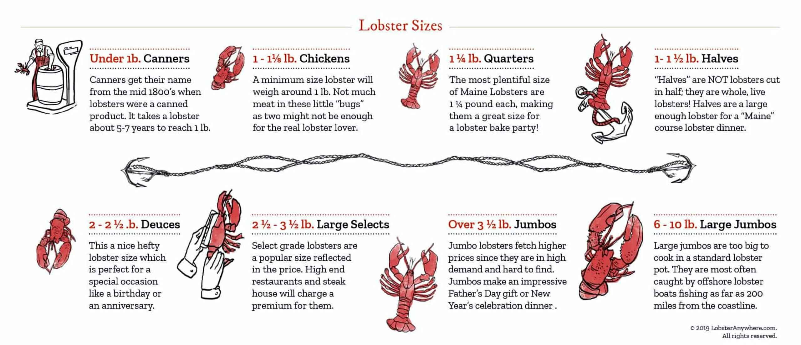 Do bigger lobsters taste better?
