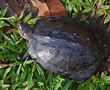 Do black turtles exist?