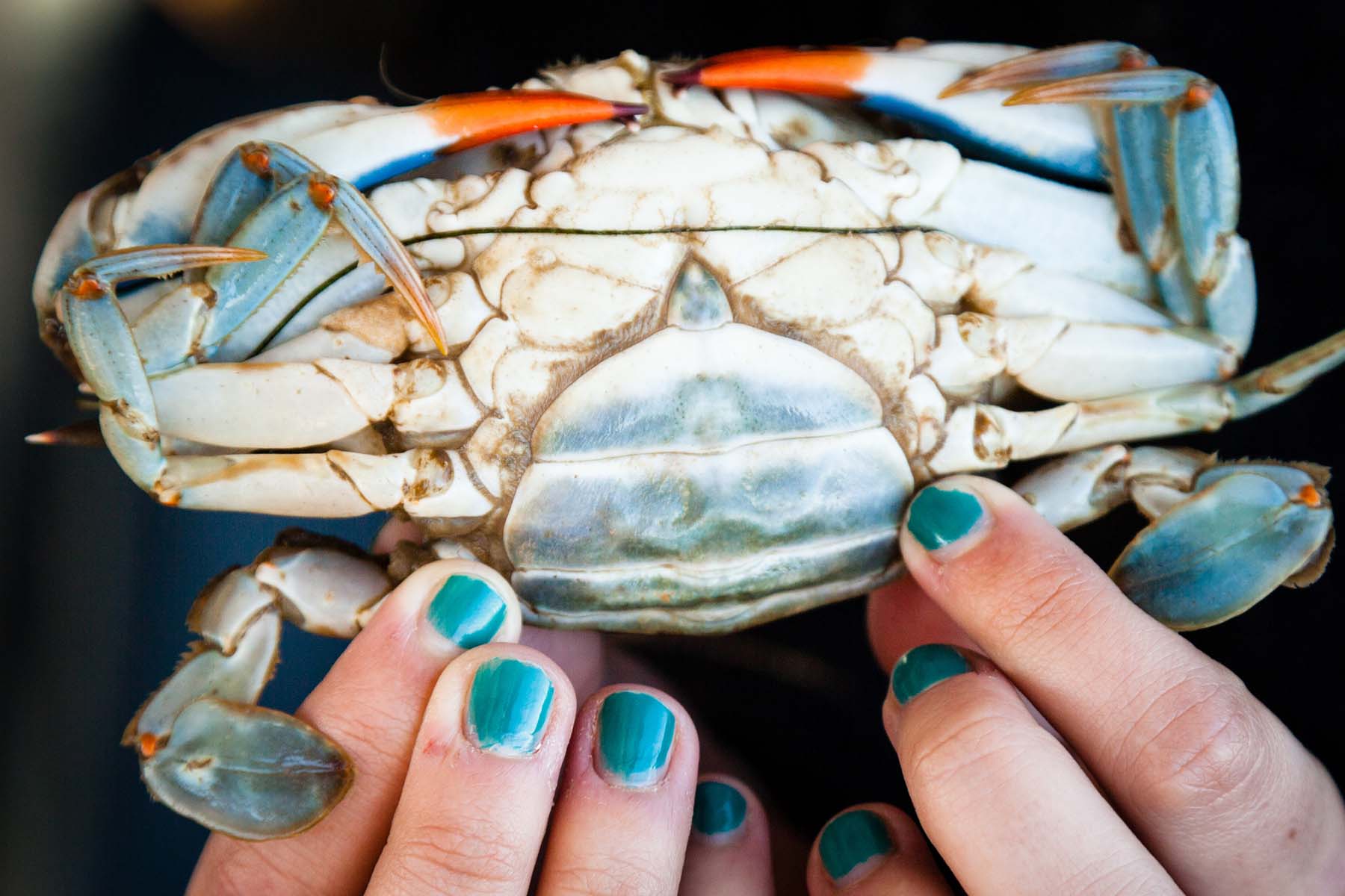 Do blue crab claws hurt?