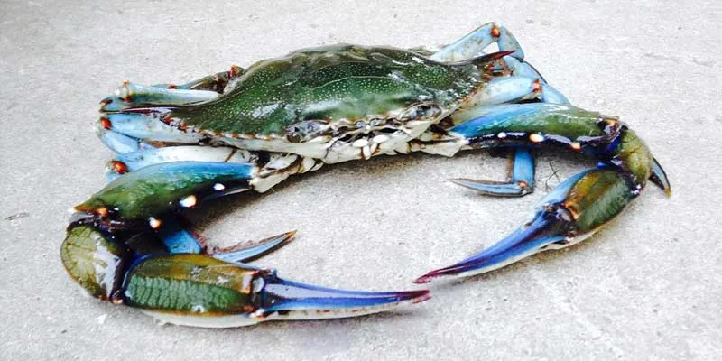 Do blue crabs go bad if frozen?