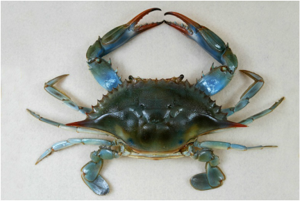 Do blue crabs have any symbiotic relationships?