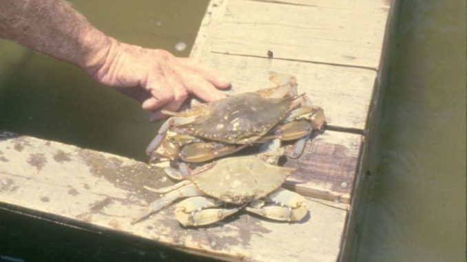 Do blue crabs lose their claws?