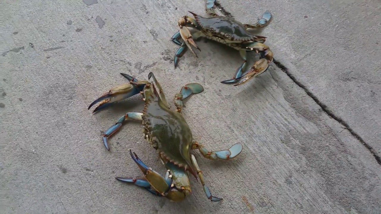 Do blue crabs walk sideways?