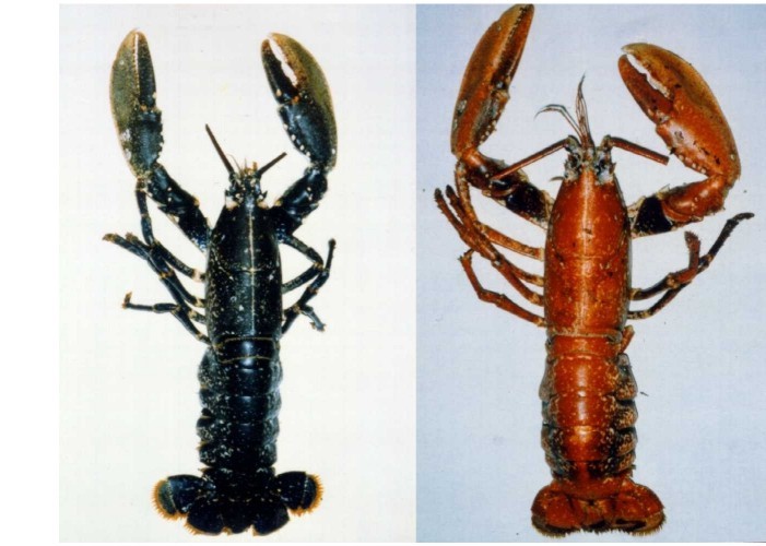 Do blue lobsters turn red when cooked?