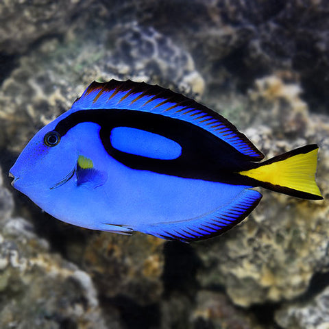 Do blue tangs live in saltwater or freshwater?