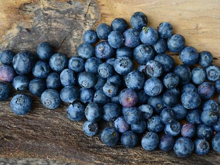 Do blueberries lower blood pressure immediately?