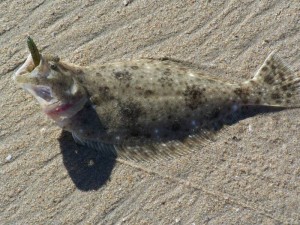 Do California halibut eat octopus?