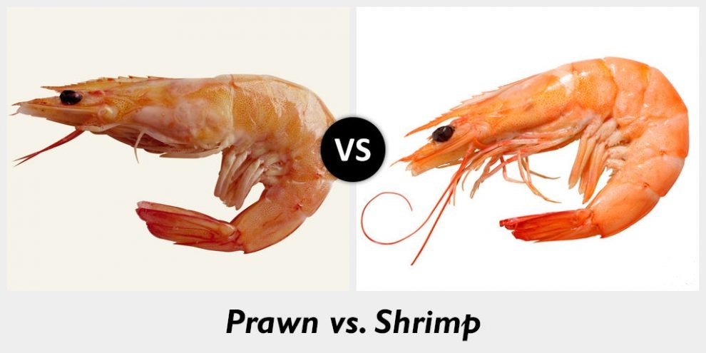 Do Canadians say prawn or shrimp?