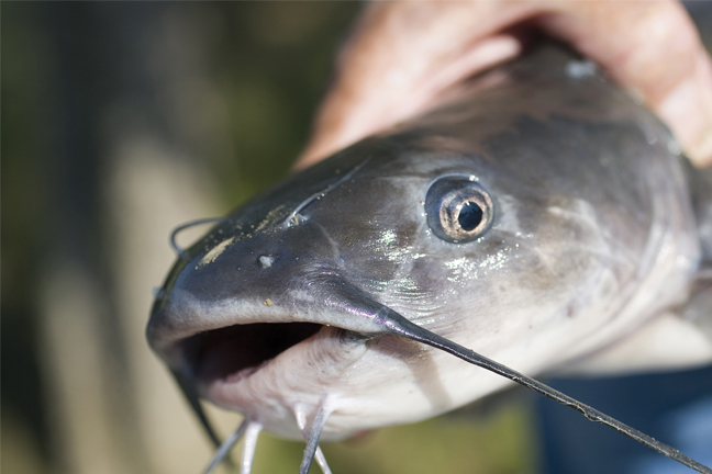 Do catfish fillets smell?