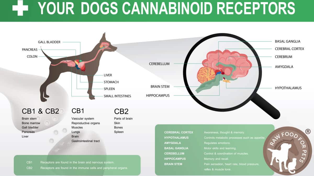 Do cats and dogs have cannabinoid receptors?