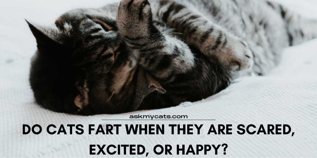 Do cats fart when they are happy?