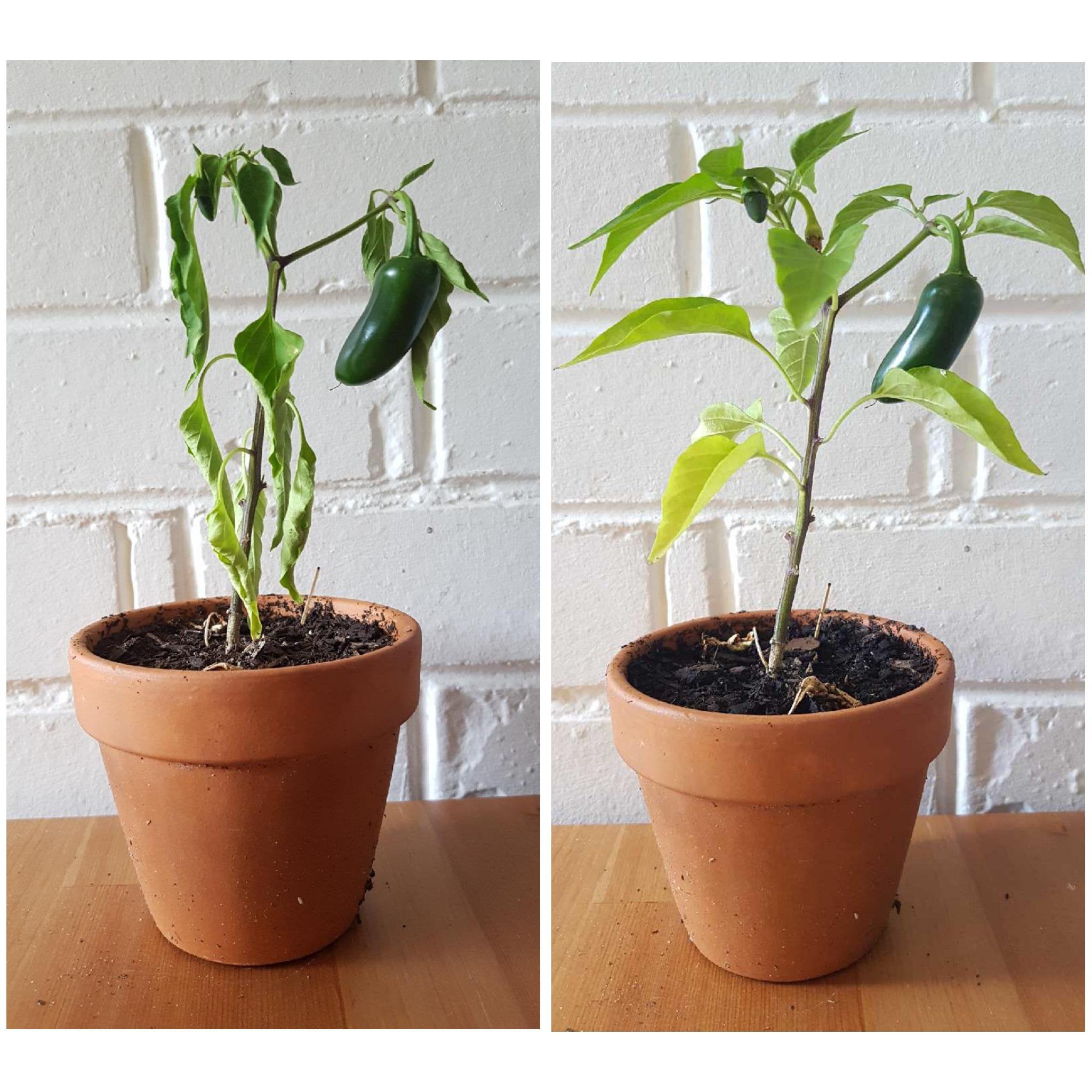 Do chilli plants need a lot of water?