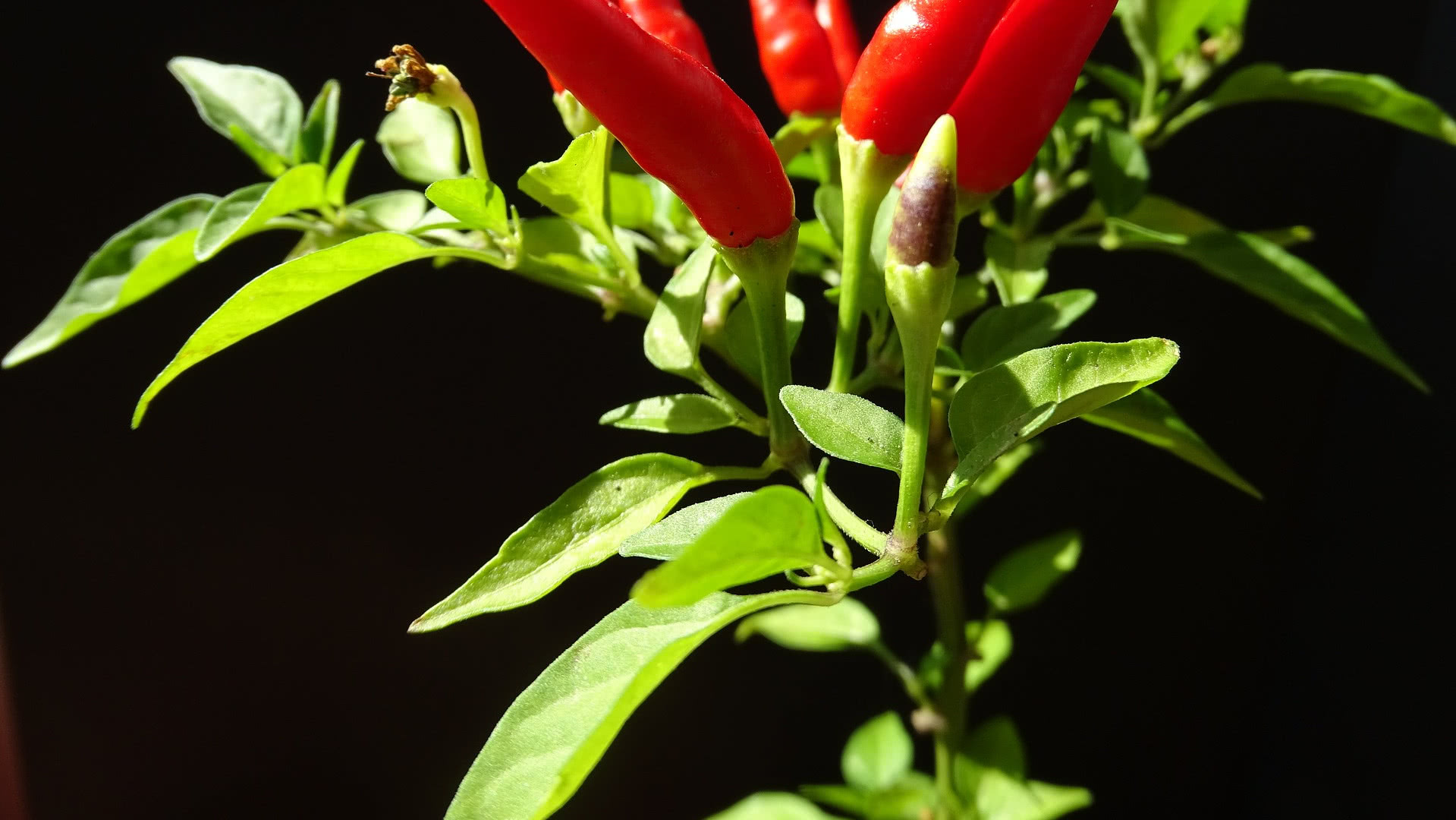 Do chilli plants prefer morning or afternoon sun?