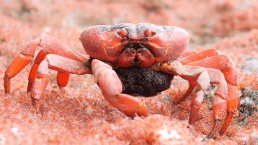 Do Christmas Island red crabs eat their babies?
