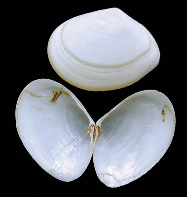Do clams have a bivalve shell?