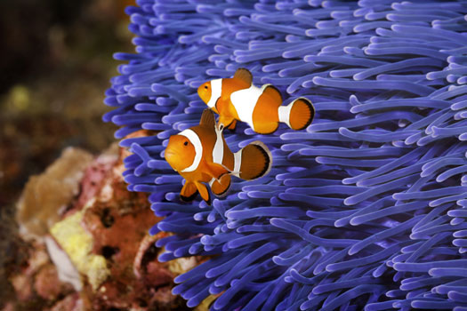 Do clownfish have to be kept in pairs?