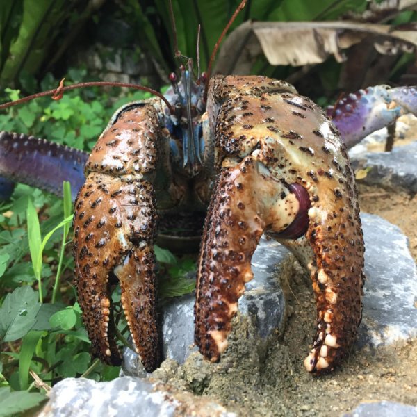 Do coconut crabs pinch people?