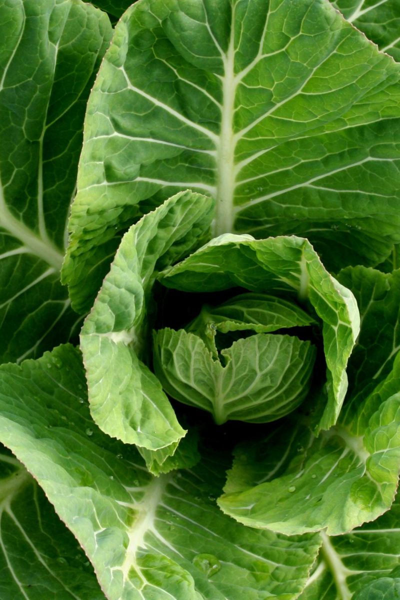 Do collard greens block calcium absorption?