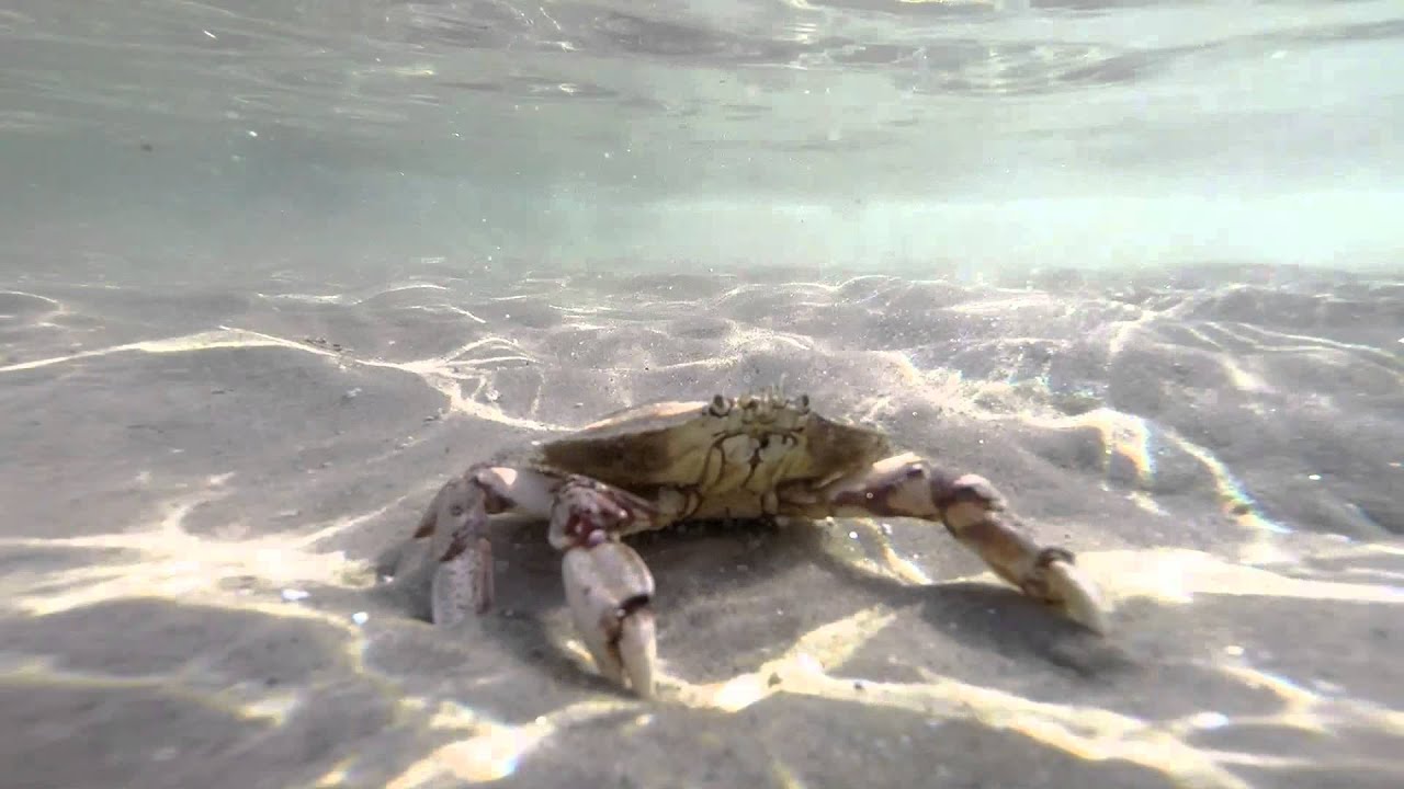 Do crabs bury themselves in the ocean?