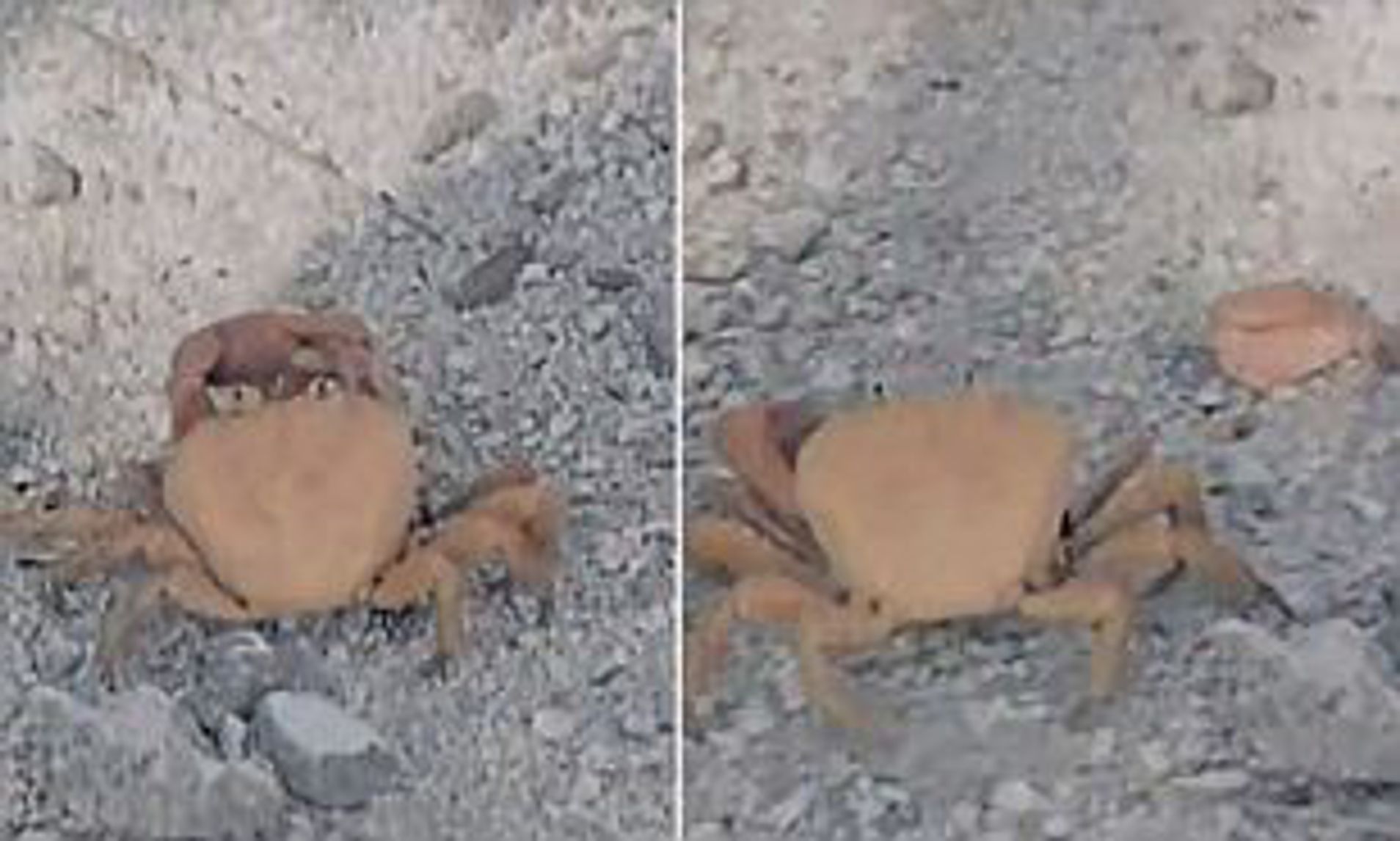 Do crabs cut off their claws?