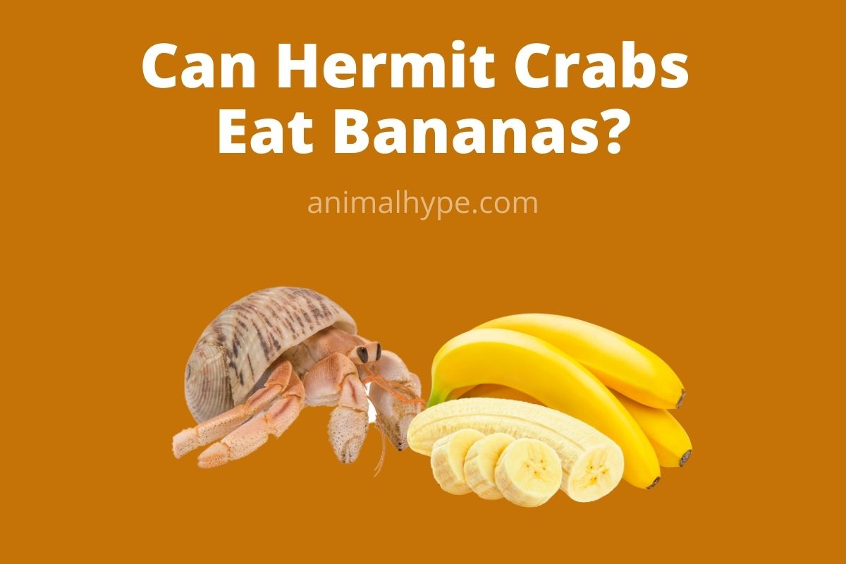 Do crabs eat banana peels?