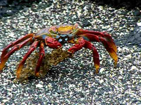 Do crabs eat seaweed?