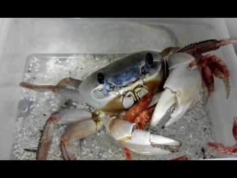 Do crabs eat shrimp?