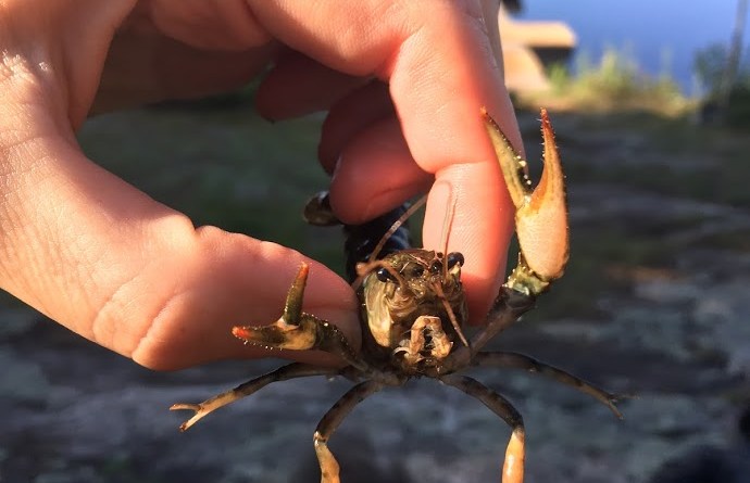 Do crabs feel pain in claws?