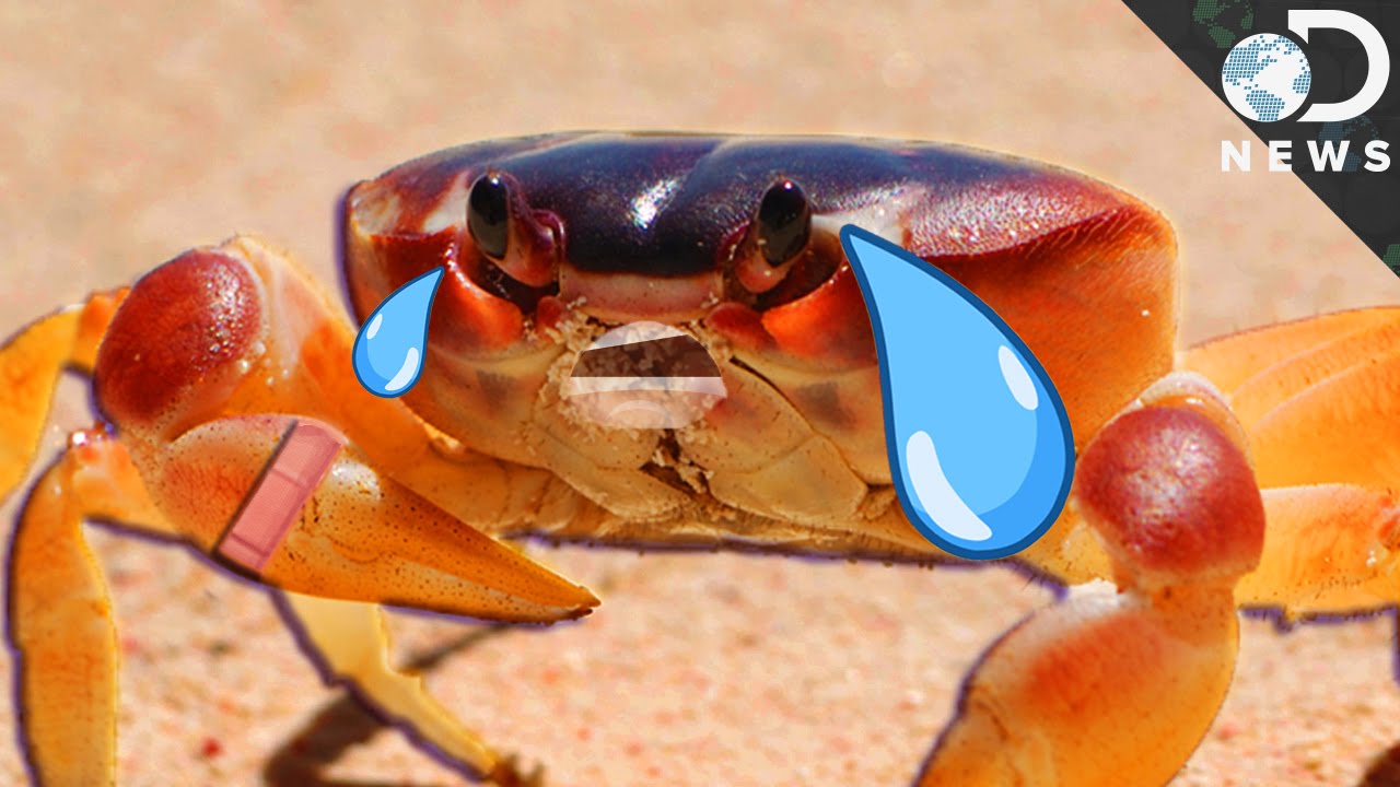 Do crabs feel pain like humans?