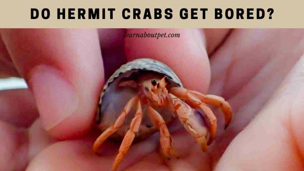 Do crabs get lonely?