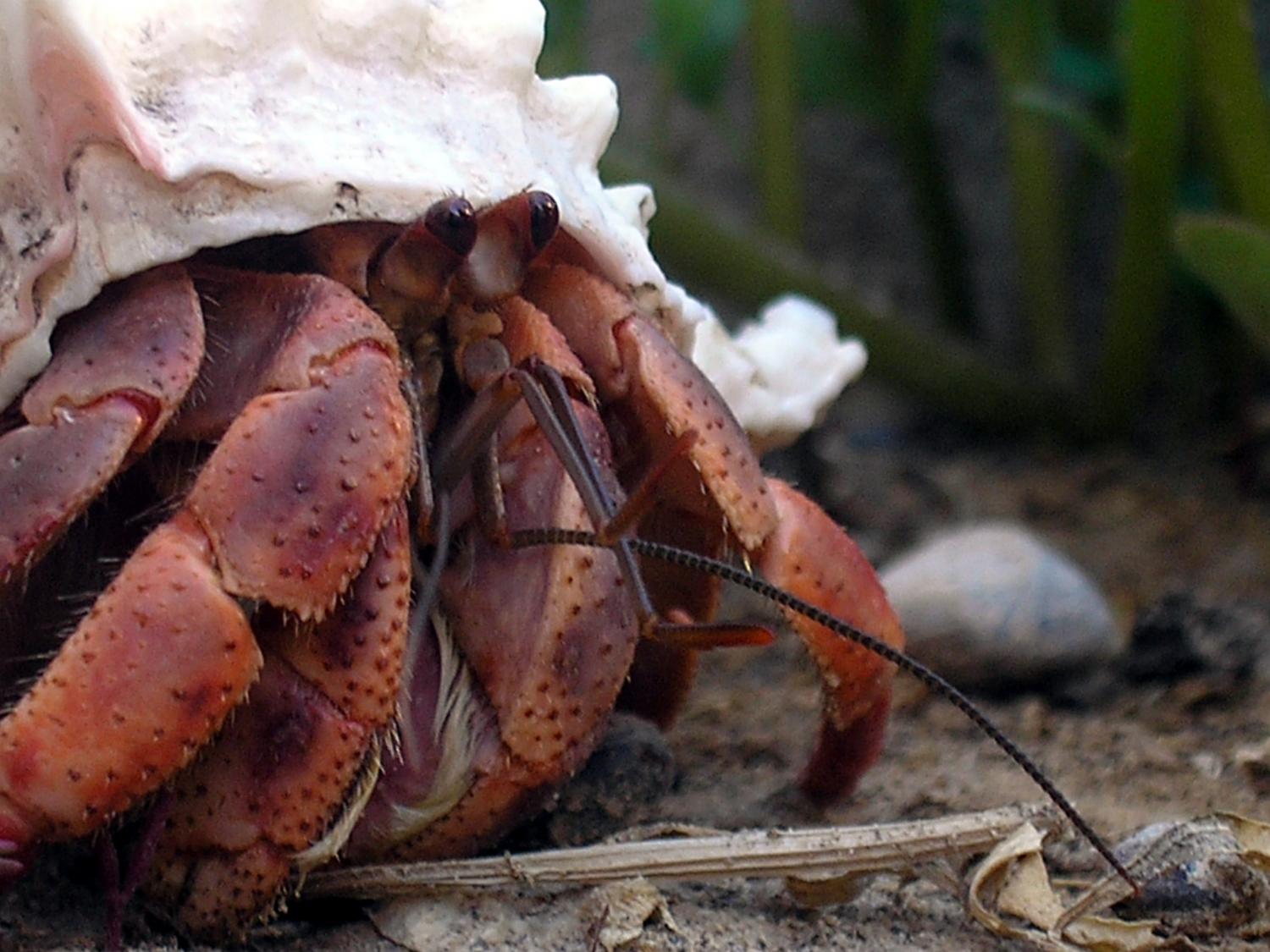 Do crabs have a sense of smell?