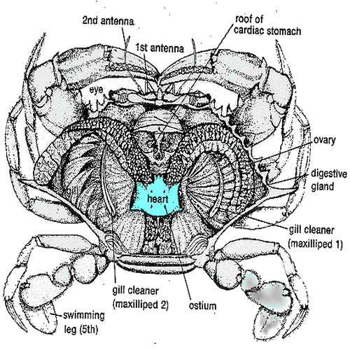 Do crabs have hearts?