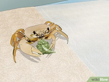 Do crabs like being petted?