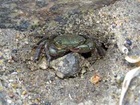 Do crabs like low tide?