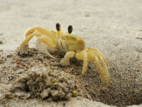 Do crabs live on the beach?