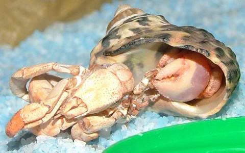Do crabs look dead when they molt?